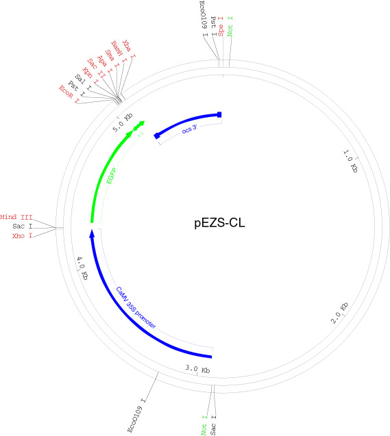 Carnegie Cell Imaging
